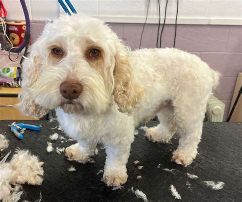 William 6 Year Old Male Cockapoo Cross Available For Adoption