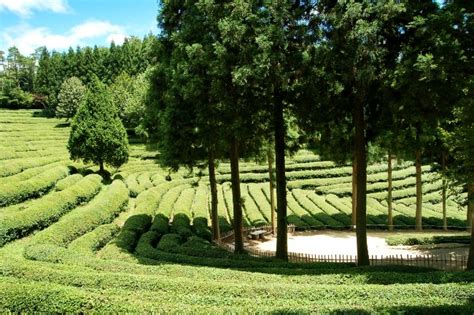 사랑에 관한 시이해인수녀 시모음 이해인의 어느 수채화 네이버 블로그