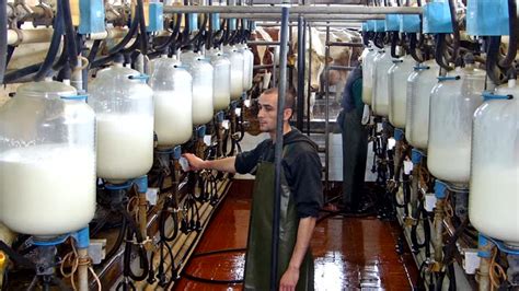 580 Men Being Milked Stock Videos And Royalty Free Footage Istock