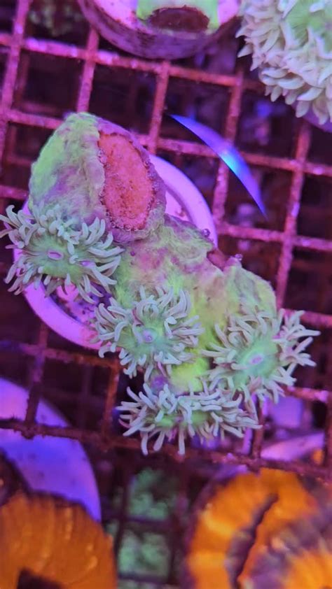 魚友水族靚靚珊瑚 拍賣會 3968 中標請記住號碼 截標時間8 2 2024 晚上6 00pm 澳洲登芹5cm 底價