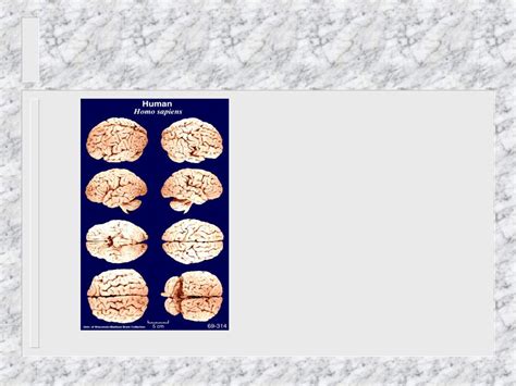 Презентация на тему Развитие головного мозга