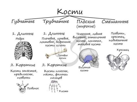 Опорно двигательная система Строение состав и типы соединения костей презентация онлайн