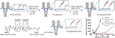 Research Progress Of Dual Loading ADCs BOC Sciences