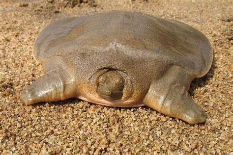 Post Khmer On Linkedin មន្រ្តី រ ដ្ឋាភិ បាល និង អង្គកា រផ្នែ ក អភិ រក្ស សត្វ ព្រួយ បា រ ម្ភពី ការ…