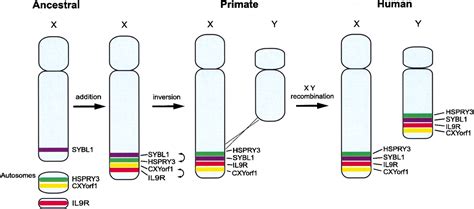 Complex Events In The Evolution Of The Human Pseudoautosomal Region 2 Par2