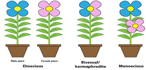 Flower Sexuality Recognise Plants