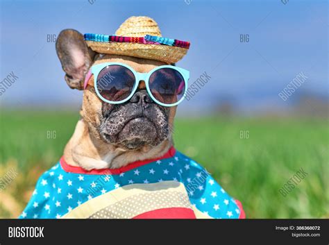 Funny French Bulldog Pictures