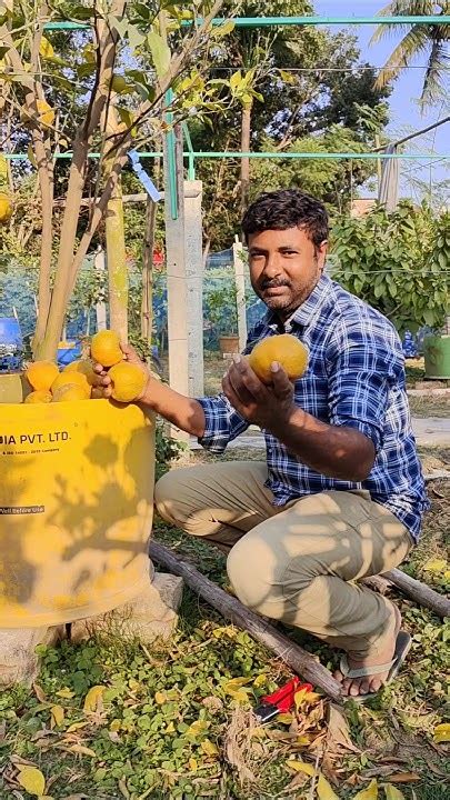 Bhutani Orange Harvesting In My Garden Trending Orange Shorts Garden Farming Sweet Youtube