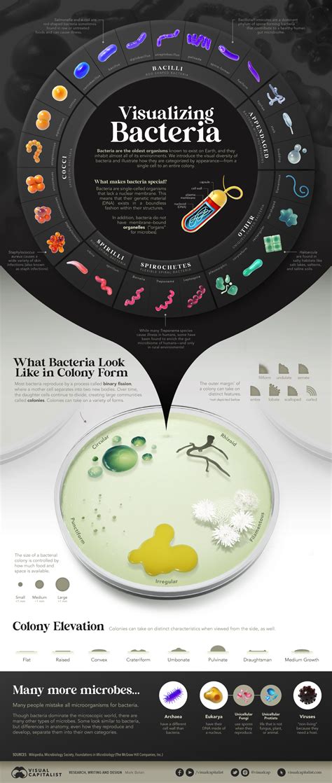 Visualized The Many Shapes Of Bacteria Medical Laboratory Science Bacteria Shapes