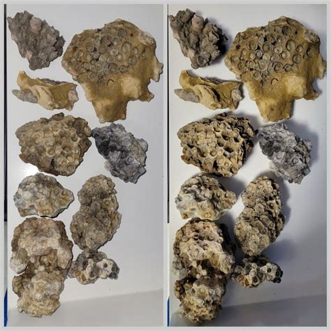 Lake Cumberland Ky Fossilized Coral Fossilized Coral Rock Collection Fossil