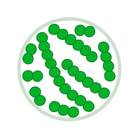 Probiotics Microbiome Flora Lactic Acid Bacteria In Circle Stock