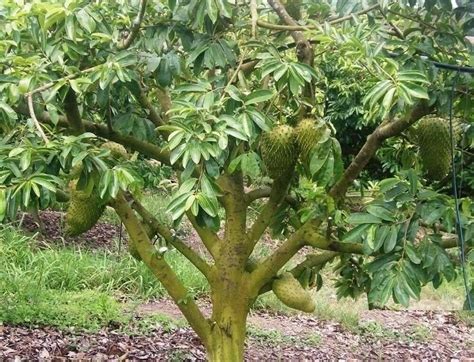 Annona Muricata Guanábana Soursop Live Tree Fruit Plants Etsy