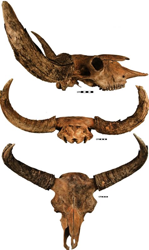 Cooper Bison Skull