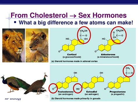 Lipids AP Biology Ppt Download