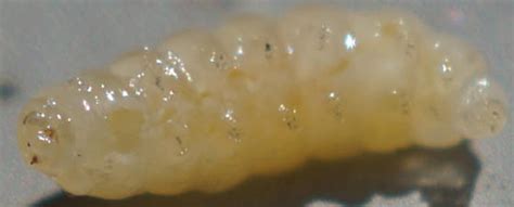 Clastoptera Ectoparasitoid Bugguidenet