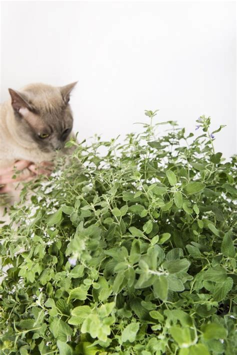 How Catnip Makes The Chemical That Causes Cats To Go Crazy Katzenworld