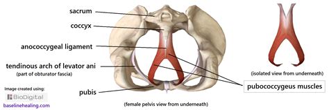 Anococcygeal Ligament
