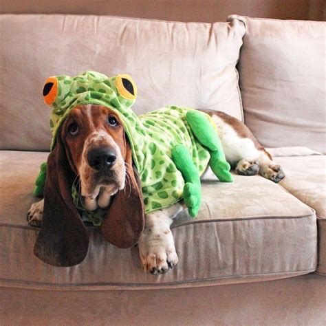 14 Hilarious Basset Hound Pics You Won T Forget Artofit