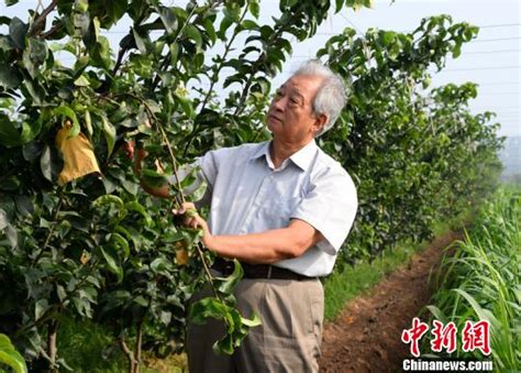 河北果树专家的扶贫之路图 凤凰网资讯 凤凰网