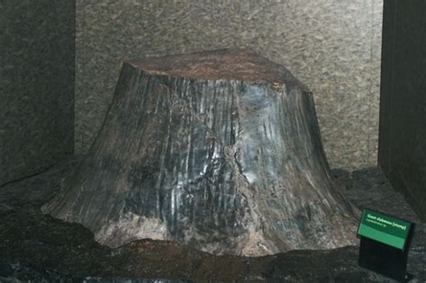 Lycopod Trunk Now On Exhibit Updates From The Paleontology Lab