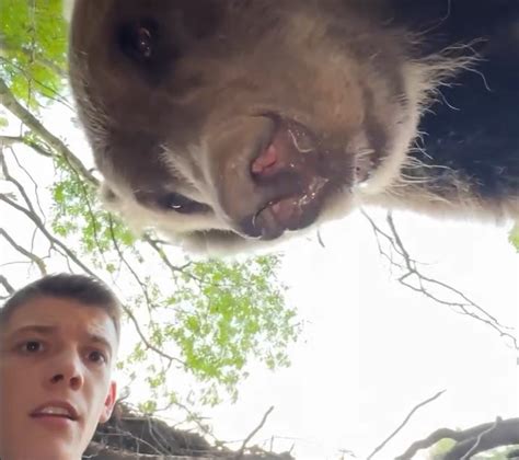 Influencer Es Sorprendido Por Un Oso Mientras Grababa En Su Cueva