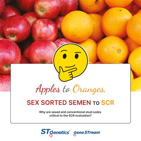 Stgenetics Sex Sorted Semen Conception Rates Compared To
