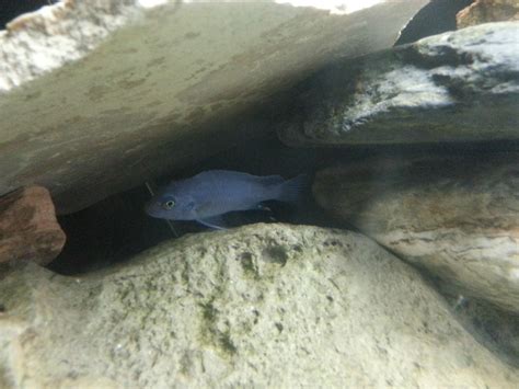 Id Appreciate Some Help Identifying These Young Mbuna Cichlids R