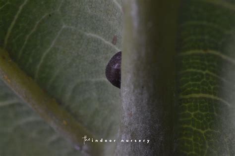 What Does Scale Look Like On Plants Here Is My Collection Of Pictures