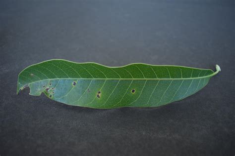 Anthracnose Classification Dataset By Thesis