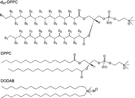 The Molecular Structures Of D 62 Dppc Dppc And Dodab Download Scientific Diagram