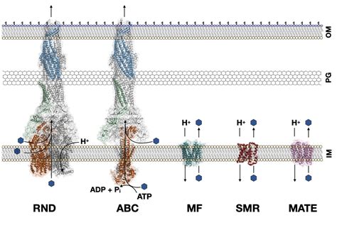 Efflux Pumps — Cox Lab