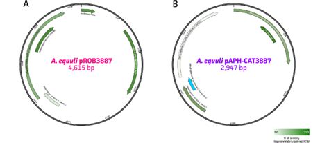 Evaluation Of Amr Associated Genes Within Newly Sequenced Download Scientific Diagram