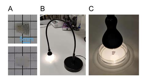 Were Presenting Methods To Perform Whole Organ Immunofluorescence Suited For Generating High