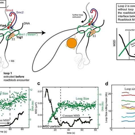 Test Of Prediction 1 Associated With The Pseudotopological Model A