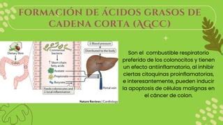 Microbiota Y Sus Componentes En La Medicina Veterinaria Pptx