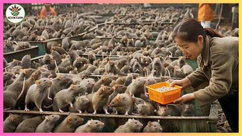 Best 12 China Rats Farm How Millions Of Rats Are Processed For Meat