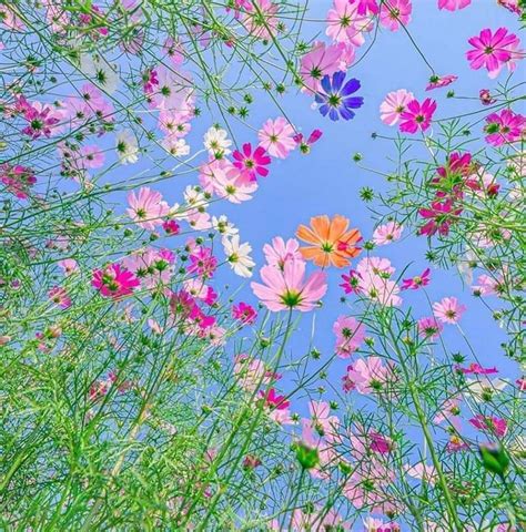 যেভাবে স্কুল ভবনে প্রশিক্ষণ বিমানটি আঘাত হানে। উত্তরার মাইলস্টোন কলেজে ভয়াবহ বিমান দুর্ঘটনা