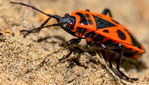 Жук солдатик или таракан солдатик Насекомое кто ты