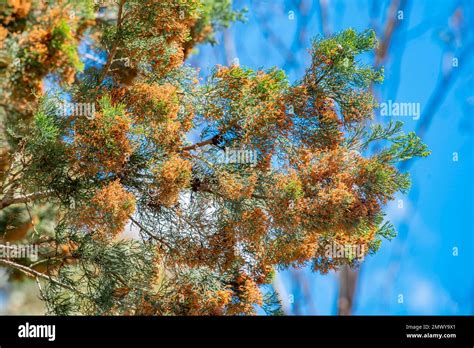 An Australian Native Cyprus Pine Callitris Glaucophylla Also Known As A White Cyrpus Murray