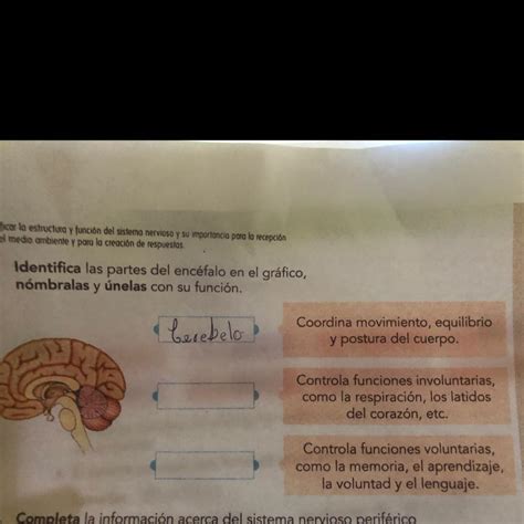 Identifica Las Partes Del Encéfalo En El Gráfico Nómbralas Y únelas