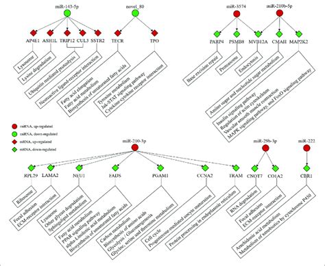 Interaction Between Mirna Mrna And Their Relative Pathways Download Scientific Diagram