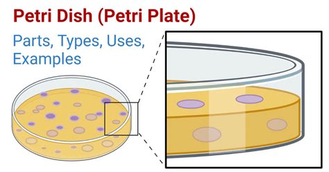 Petri Dish Definition Parts Types Uses 4 Examples