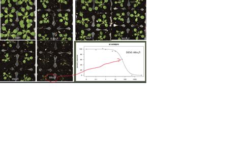 Dead Plant Values · Issue 1203 · Danforthcenterplantcv · Github