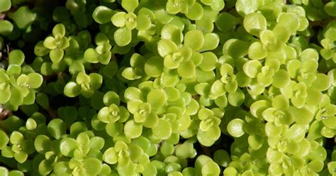 Sedum Ogon Sedum Makinoi Ogon Care Travaldos Blog