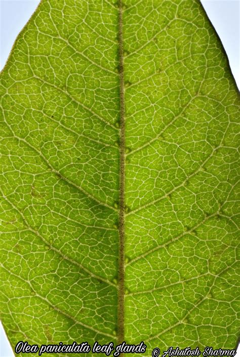 Olea Paniculata Eflora Of India