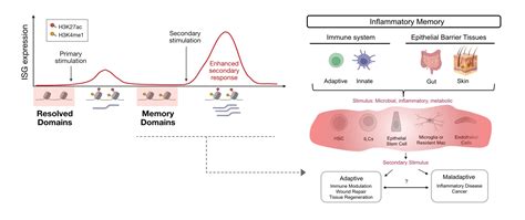 Immunotherapy Resistance And Inflammatory Memory — Andy Minn Lab At Upenn