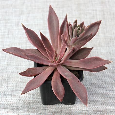 Эхеверия "Металлика"