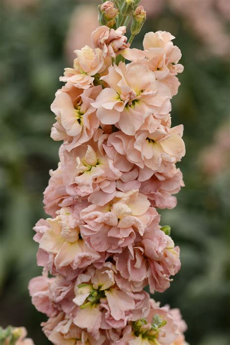 100 Stock Seeds Matthiola Column Apricot Cut Flowers