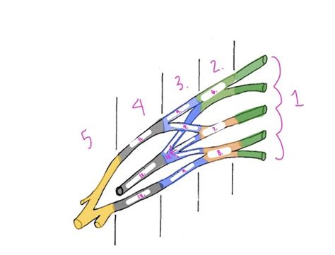 Lecture Bracial Plexus Pictures Flashcards Quizlet
