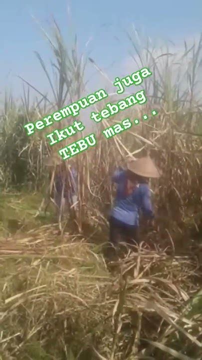 Wanita Tenaga Pria Tebaang Tebu Balap Banyak Daduknya Youtube